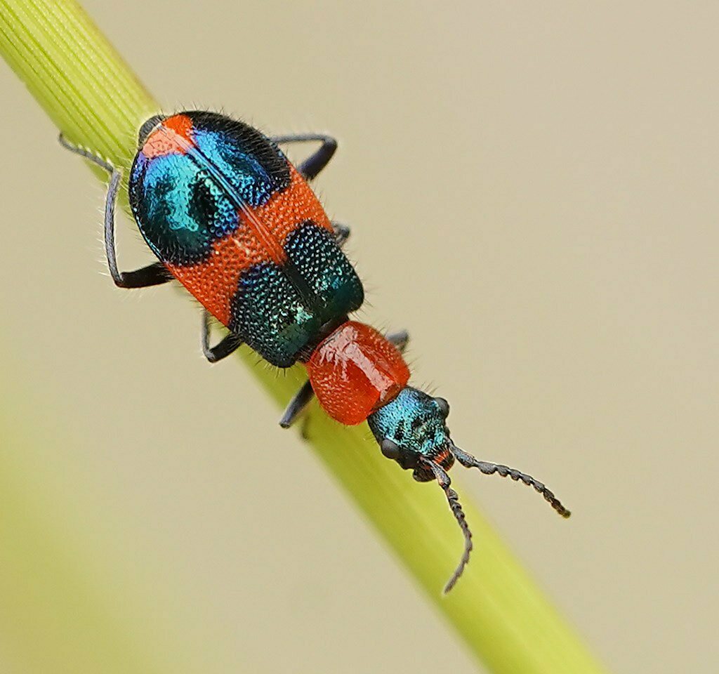 Blue Beetle Vs Red Beetle