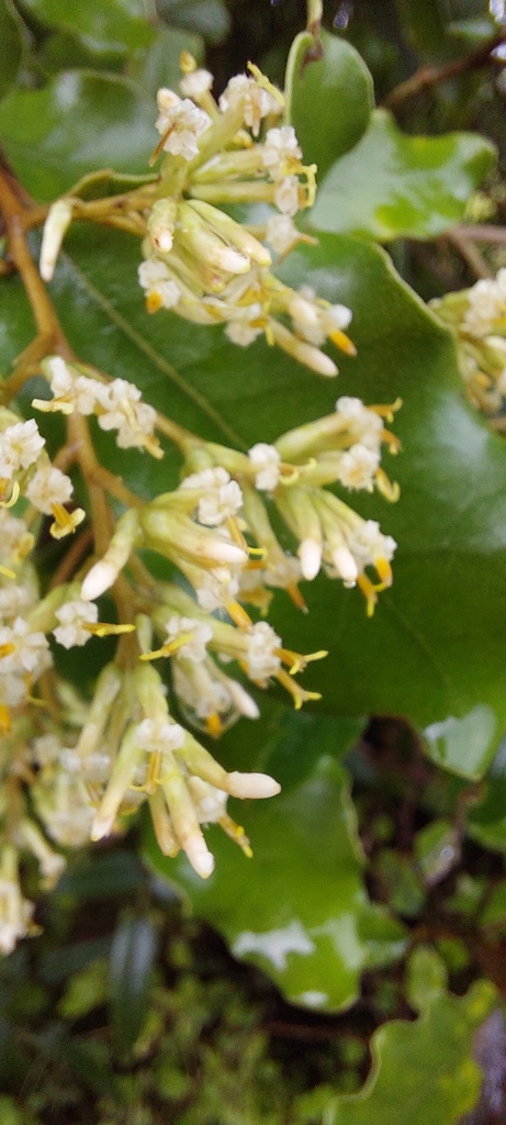 Akiraho from Fox Glacier 7886, New Zealand on March 17, 2023 at 05:25 ...