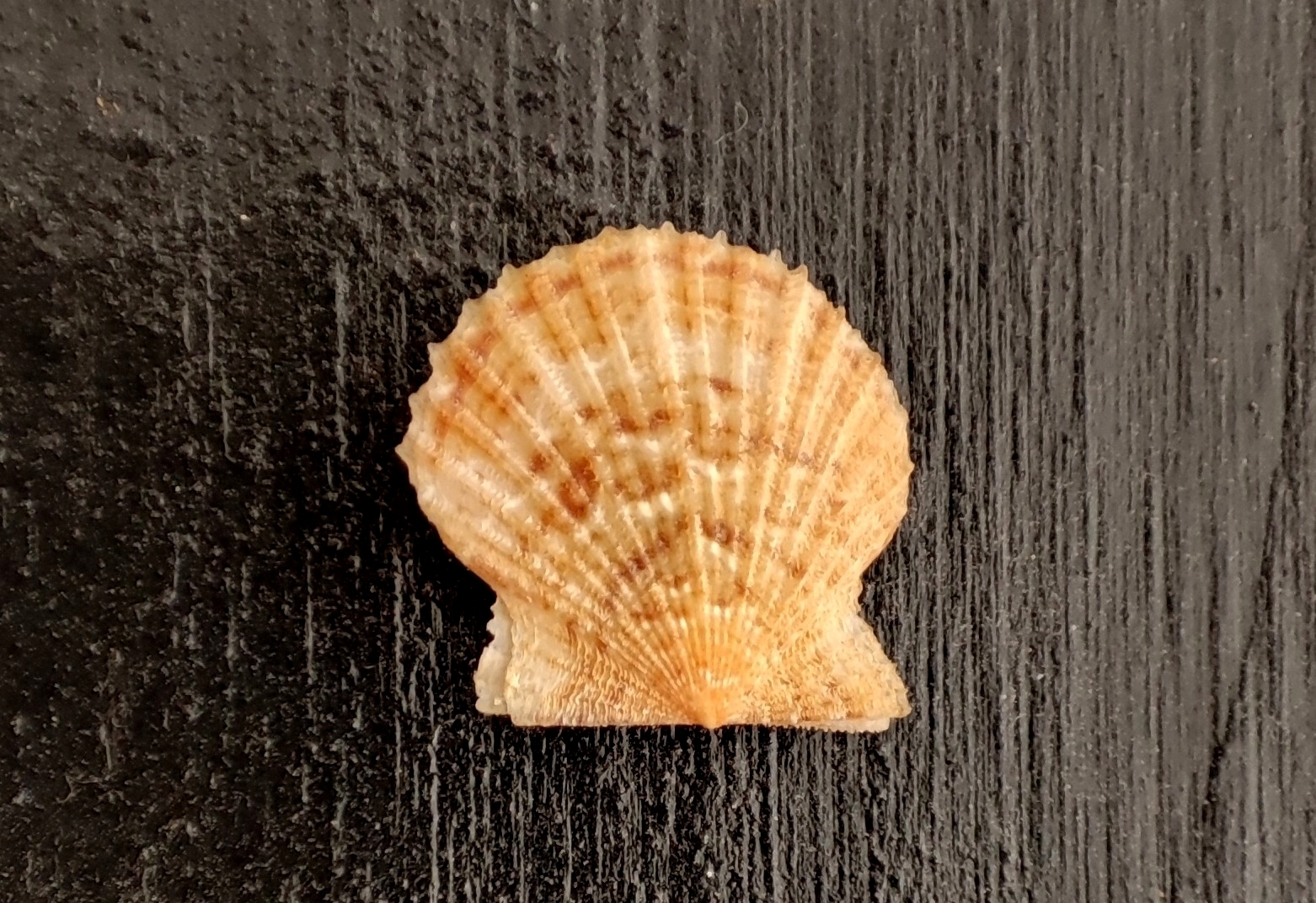 Leptopecten latiauratus (Conrad, 1837)