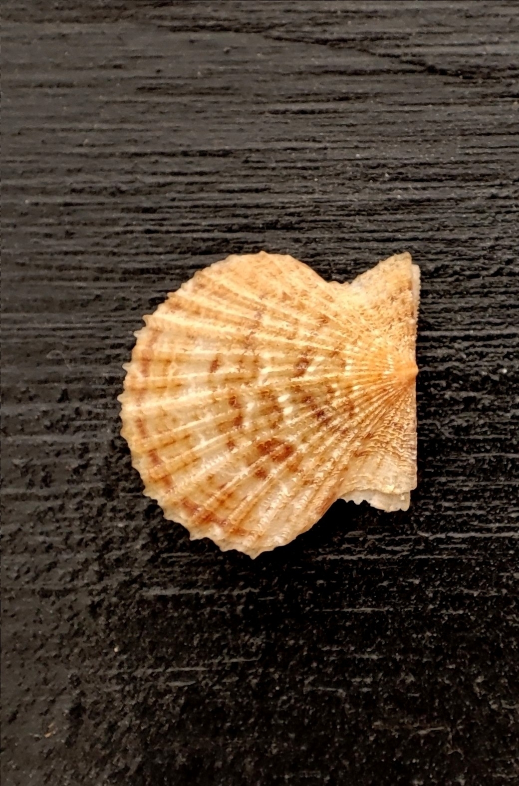 Leptopecten latiauratus (Conrad, 1837)