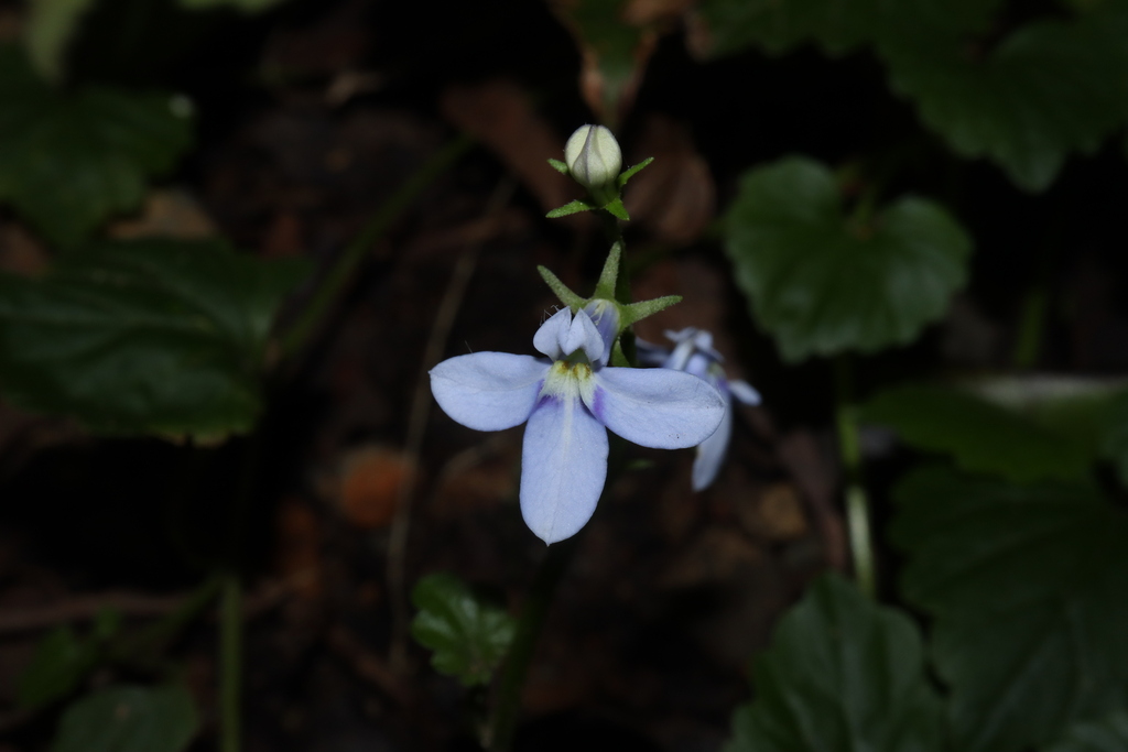 forest lobelia from North Brother NSW 2443, Australia on April 9, 2023 ...