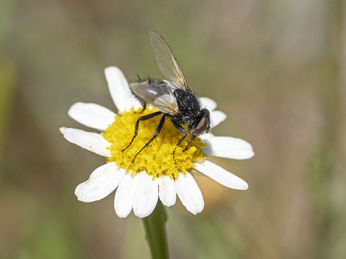 Leucostoma crassa · iNaturalist