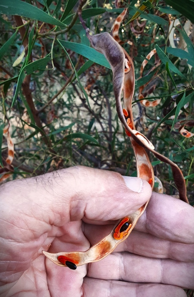 western coastal wattle from Mullaloo WA, Australia on March 15, 2023 at ...