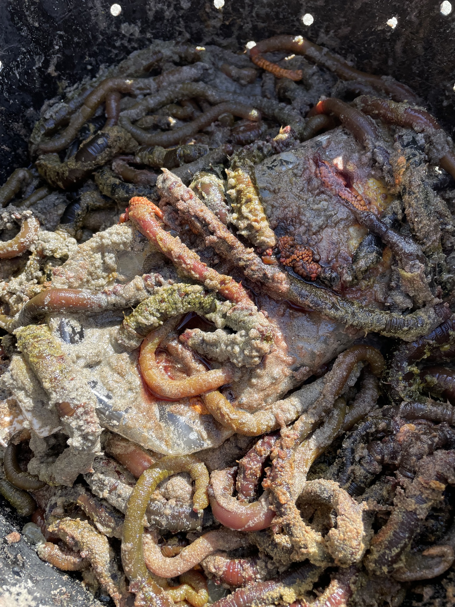 Arenicola marina (Linnaeus, 1758)