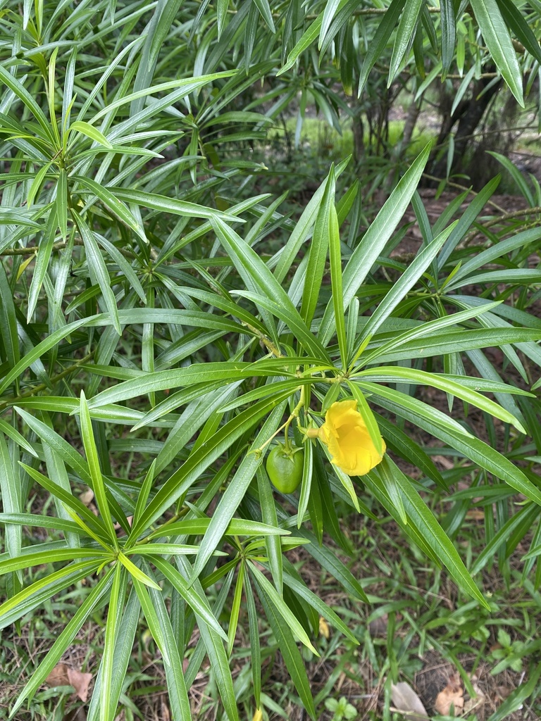 Be-still tree from Blue Luben Cl, Korora, NSW, AU on March 25, 2023 at ...
