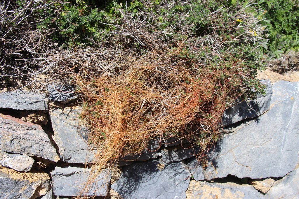 Clover Dodder from Kourtaliotiko Gorge, Crete, Greece on March 29, 2023 ...