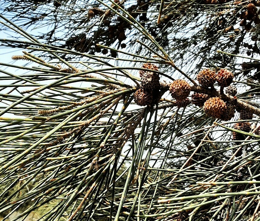 Western Sheoak from Mullaloo WA, Australia on March 15, 2023 at 12:26 ...