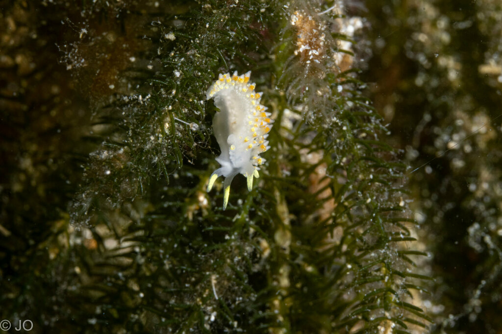 Trinchesia from South Channel Fort, Australia on April 11, 2023 at 08: ...