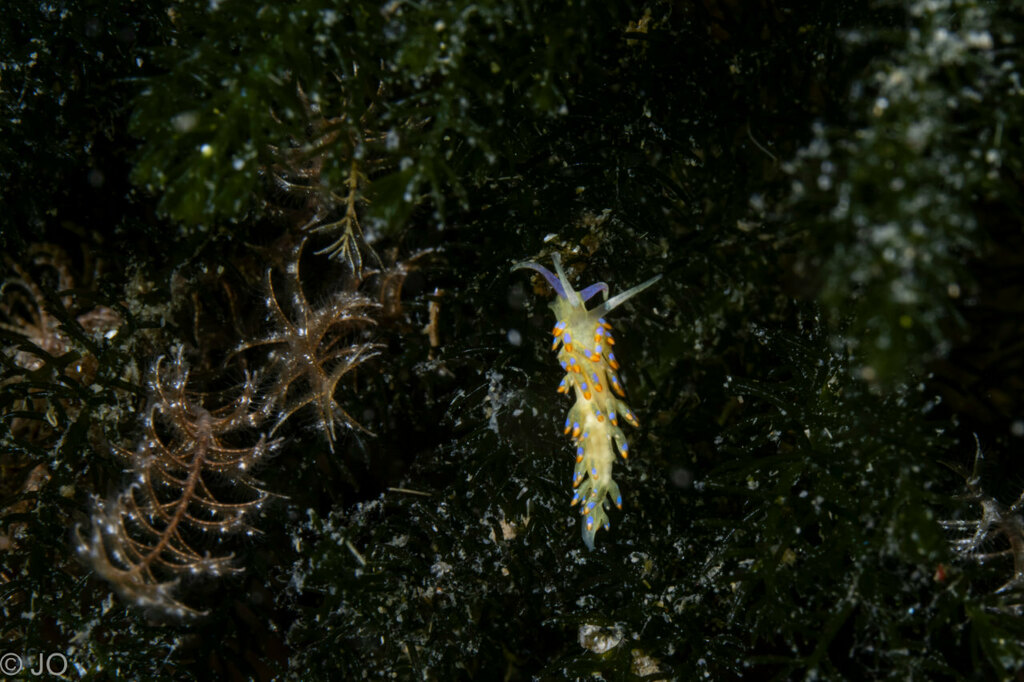 Trinchesia from South Channel Fort, Australia on April 11, 2023 at 08: ...