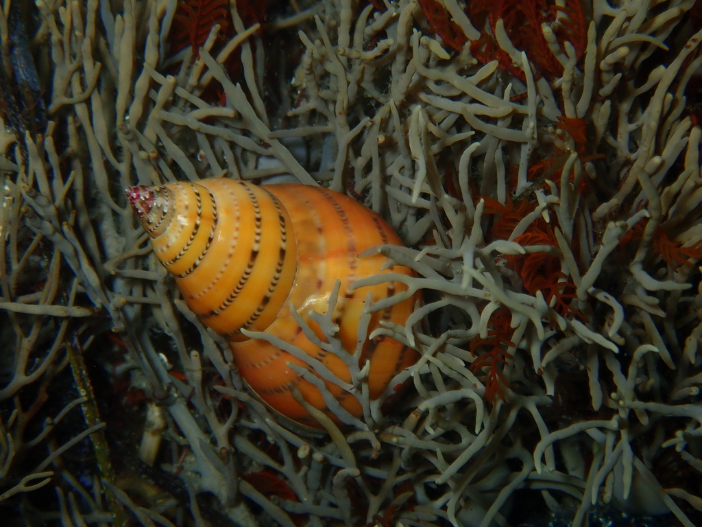 Painted-lady Pheasant Shell from San Remo reef/banks on April 10, 2023 ...