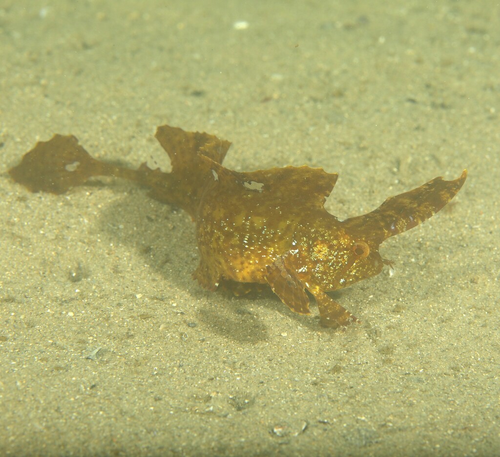Yellow Crested Weedfish from Sydney NSW, Australia on April 12, 2023 at ...