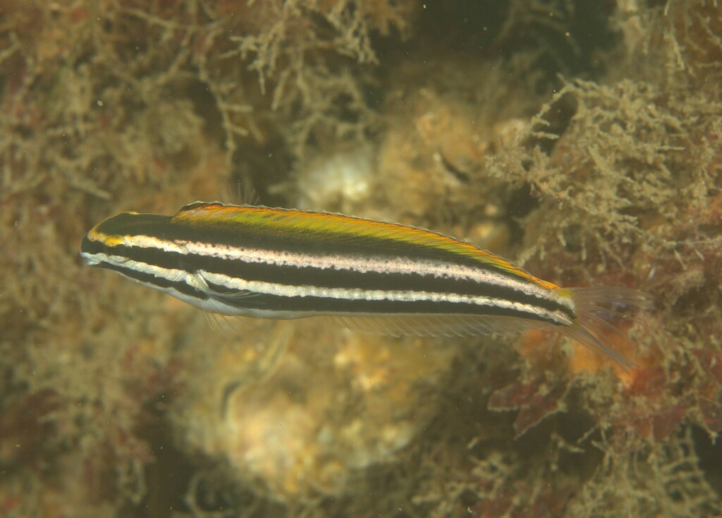 Yellow Sabretooth Blenny from Sydney NSW, Australia on April 12, 2023 ...