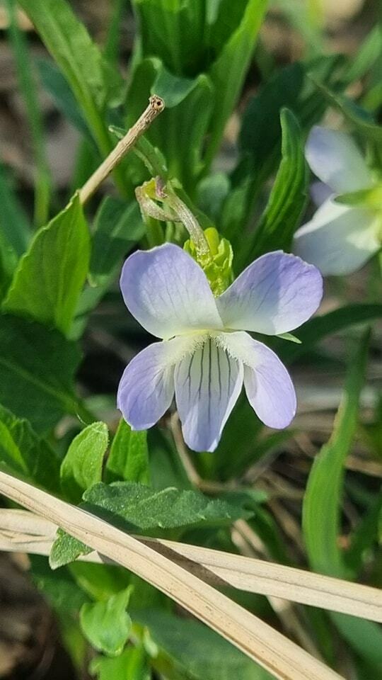 Tall Violet from 26034 Piadena CR, Italia on April 10, 2023 at 01:19 PM ...