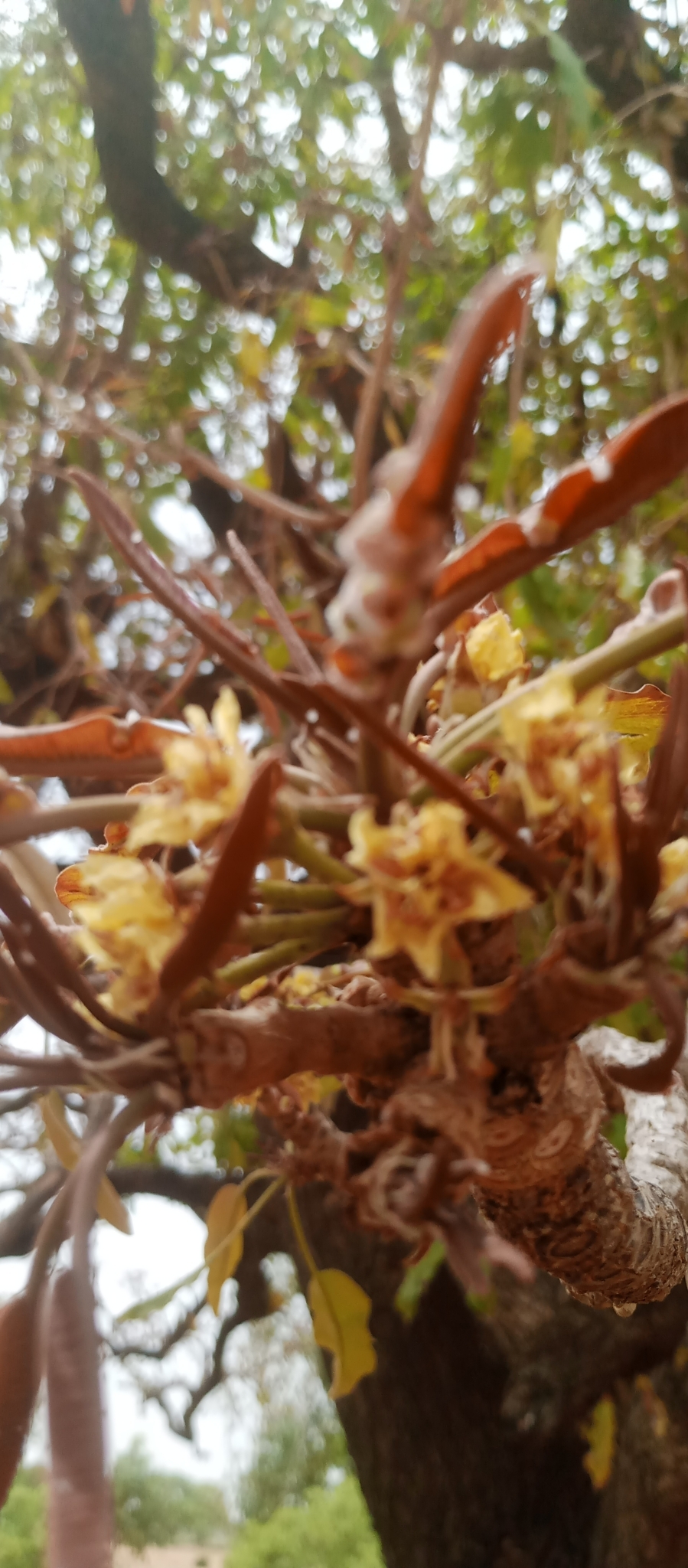 Vitellaria paradoxa C.F.Gaertn.