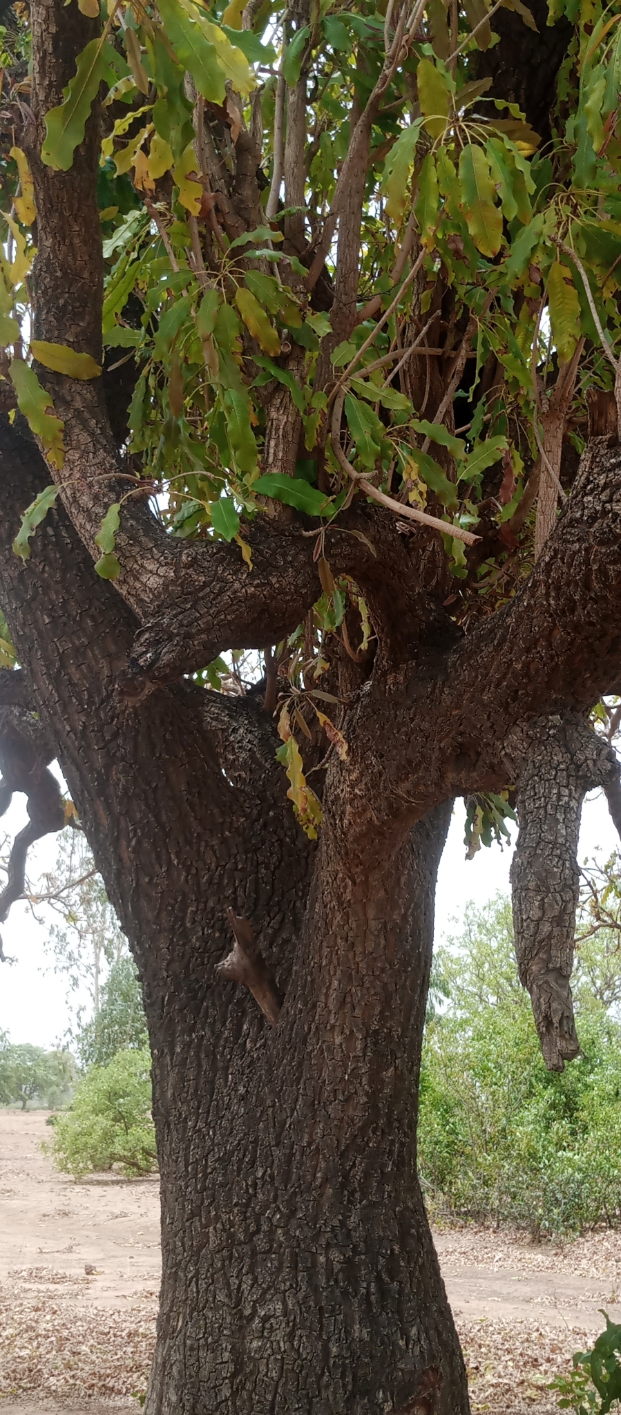 Vitellaria paradoxa C.F.Gaertn.