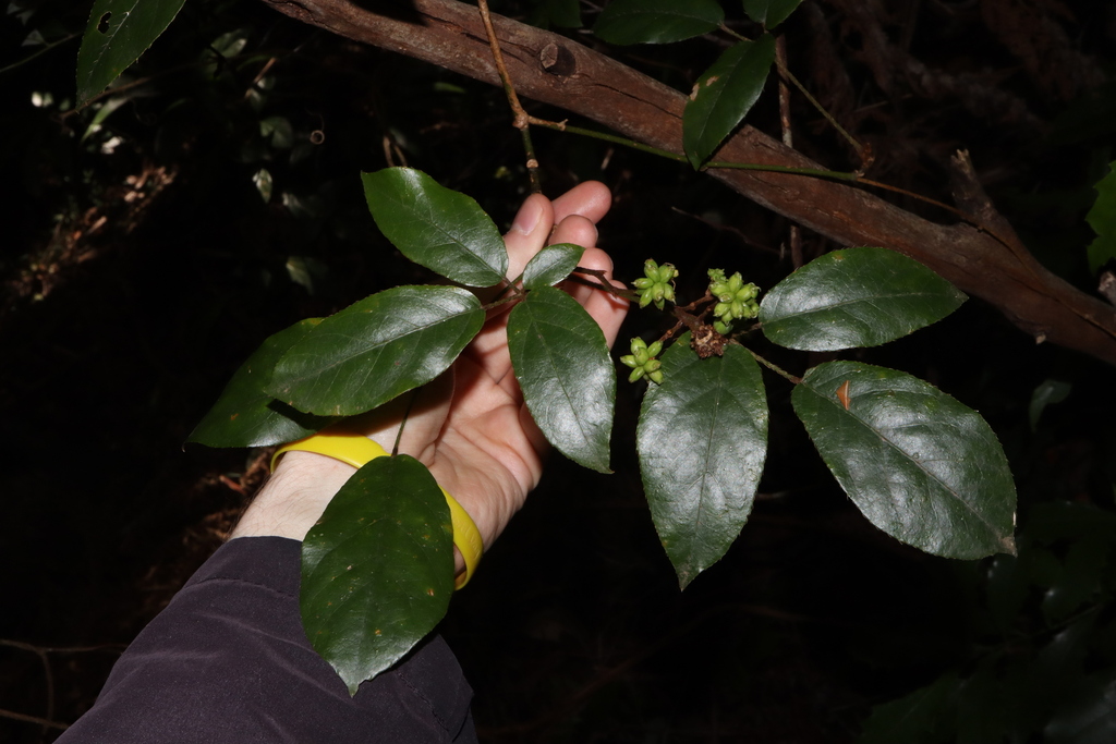 climbing panax from Rainforest Trail, summit of Dooragan NP, New South ...