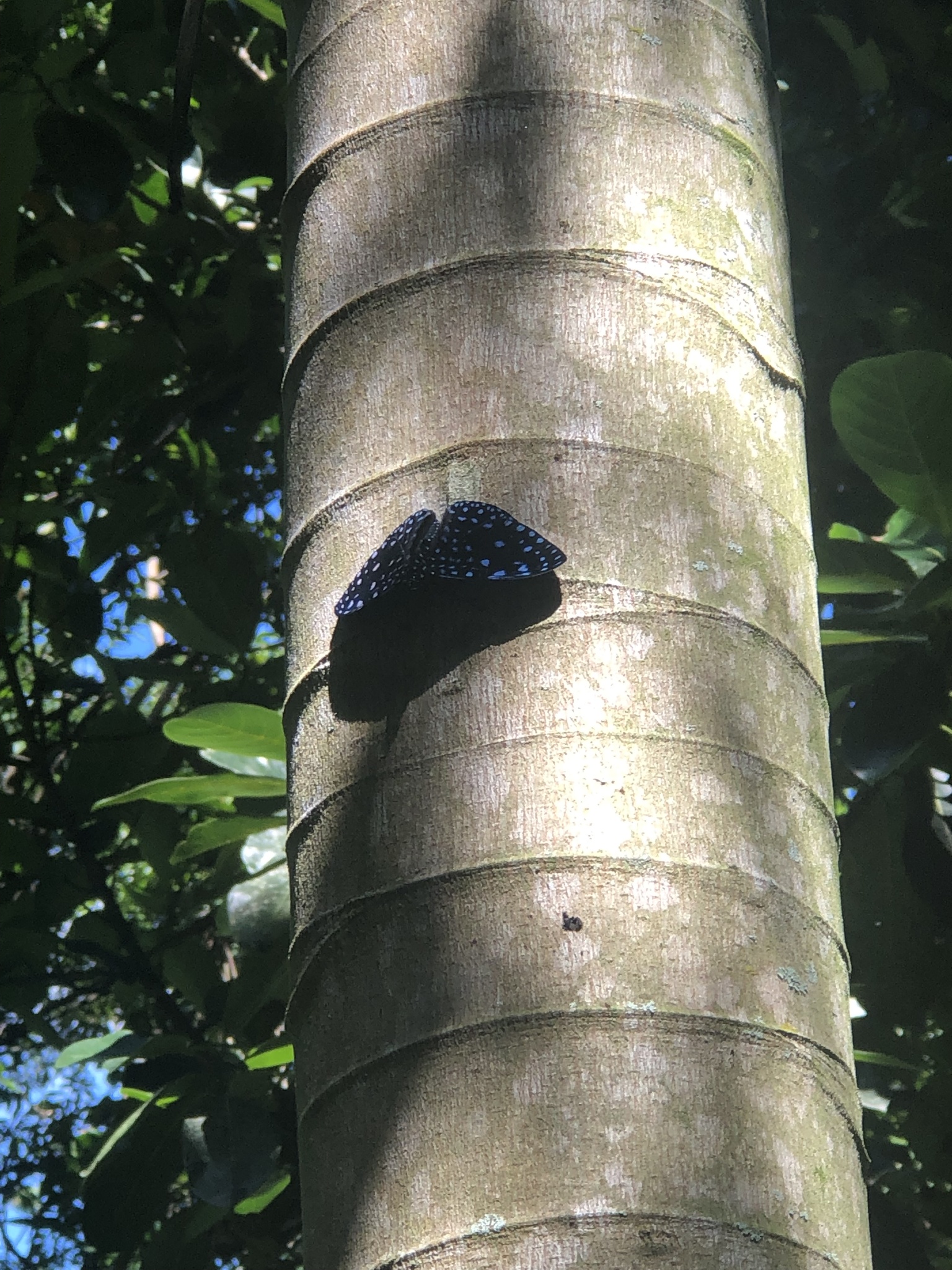 Hamadryas laodamia (Cramer, 1777)