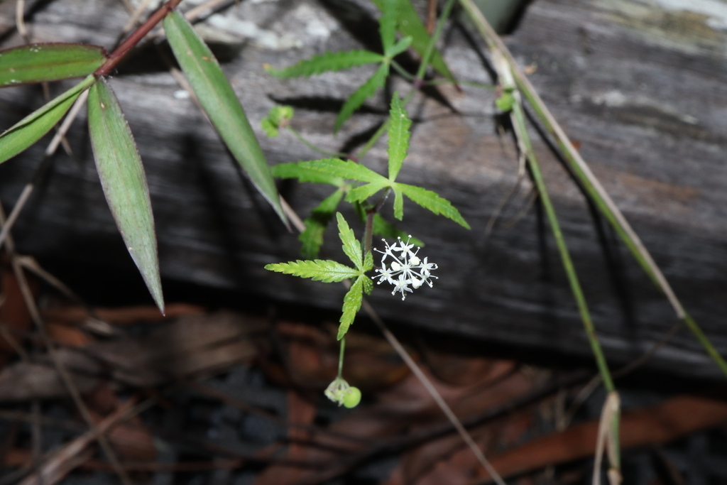 forest pennywort from Rainforest Trail, summit of Dooragan NP, New ...