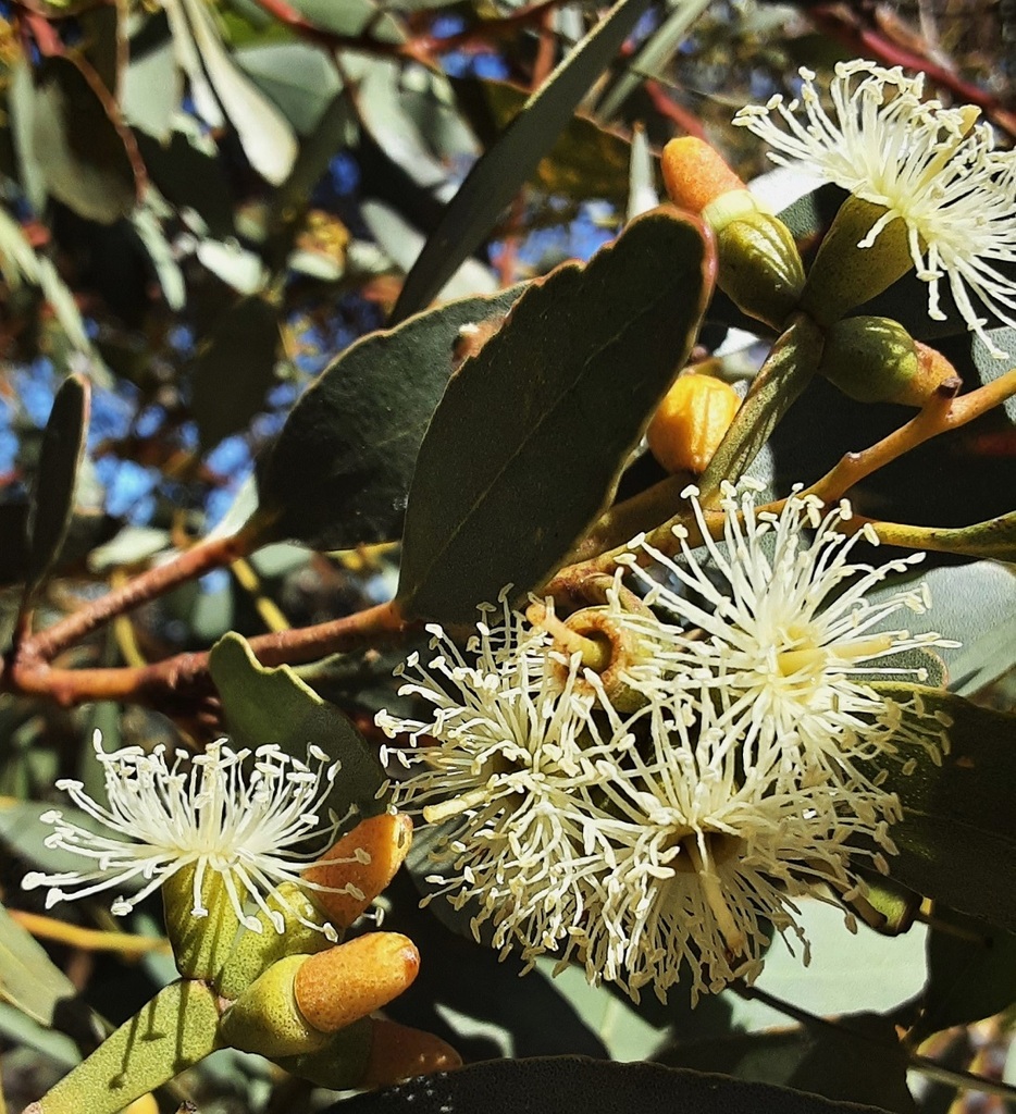 eucalyptus from Beldon WA, Australia on March 15, 2023 at 01:31 PM by ...
