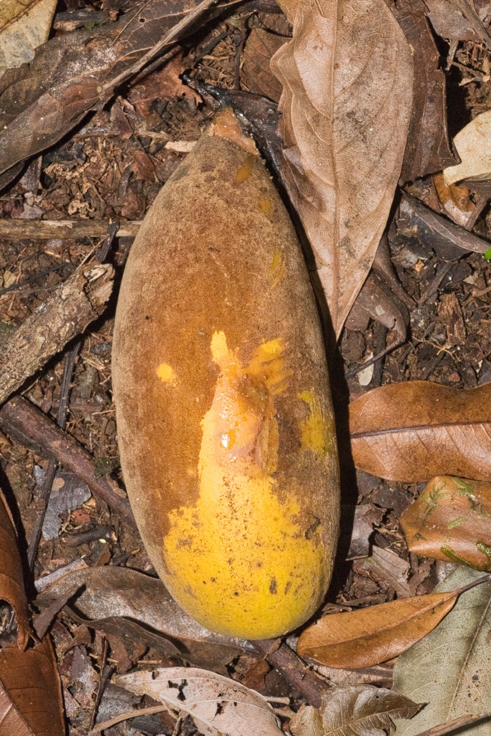 Geissospermum laeve (Vell.) Miers