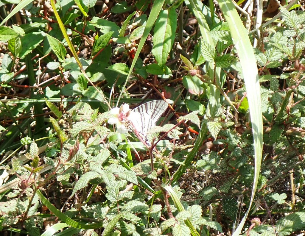 Graphium eurous asakurae from 台灣南投縣玉山國家公園 on April 12, 2023 at 11:28 AM ...