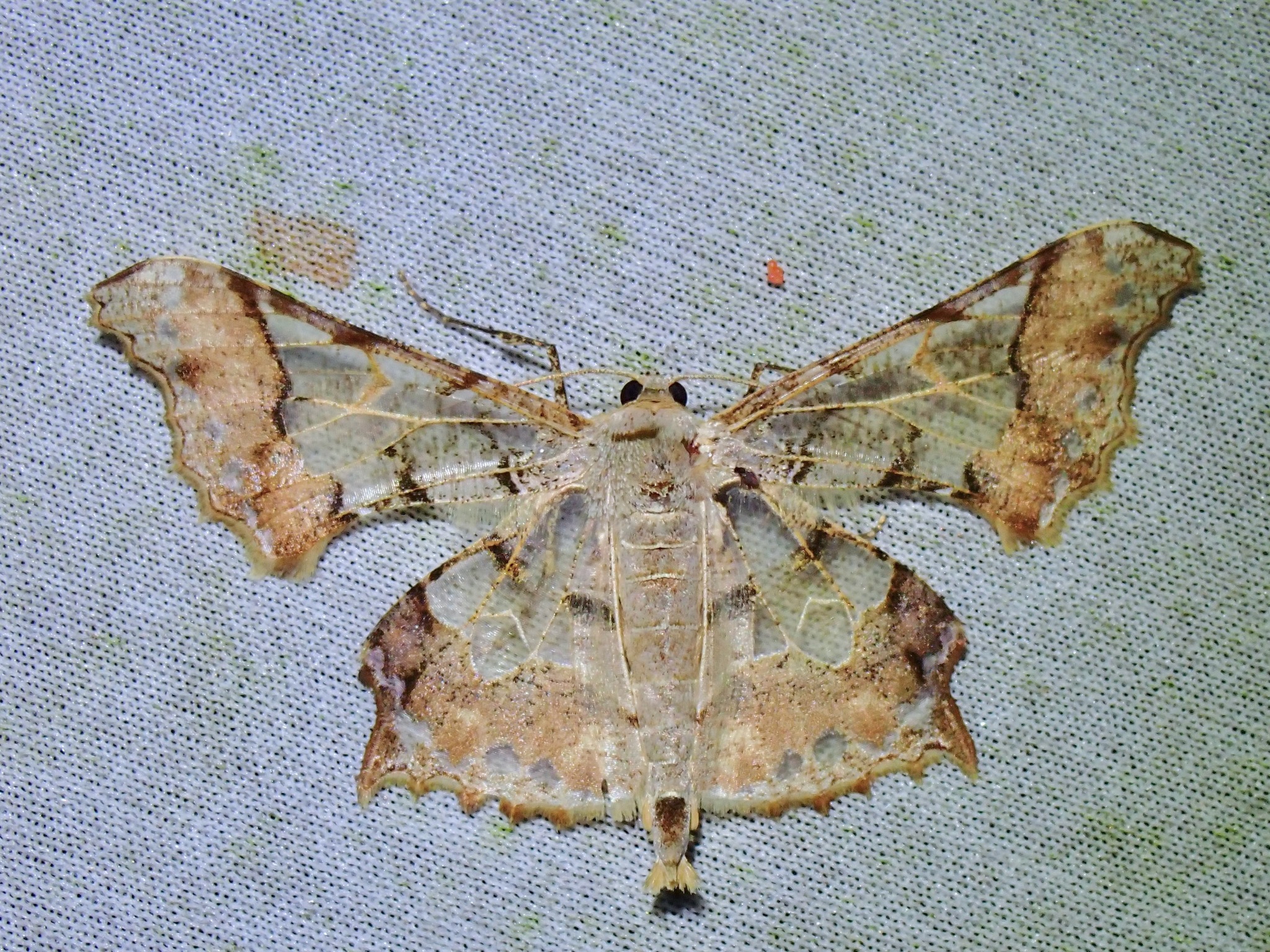 Krananda semihyalina Moore, 1868