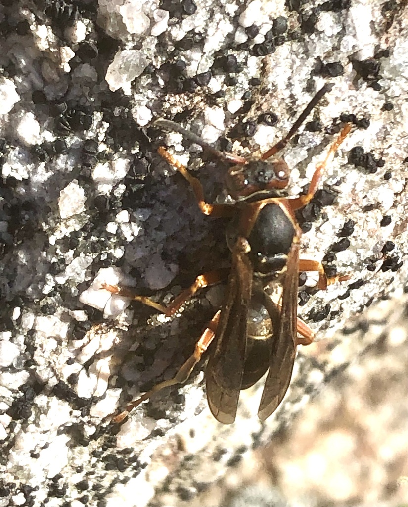 Dark Paper Wasp from Whitehall Reservoir, Hopkinton, MA, US on April 10 ...