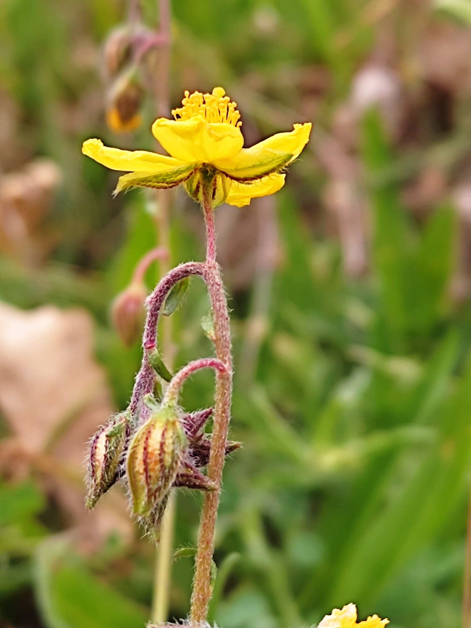 Helianthemum nummularium (L.) Mill.