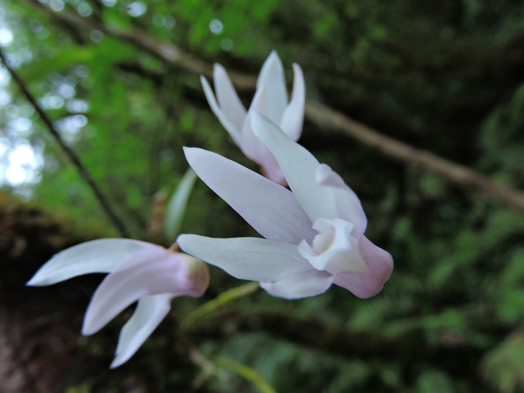 Japanese Stone Orchid from 明池 on April 8, 2023 at 01:35 PM by lii_plum ...
