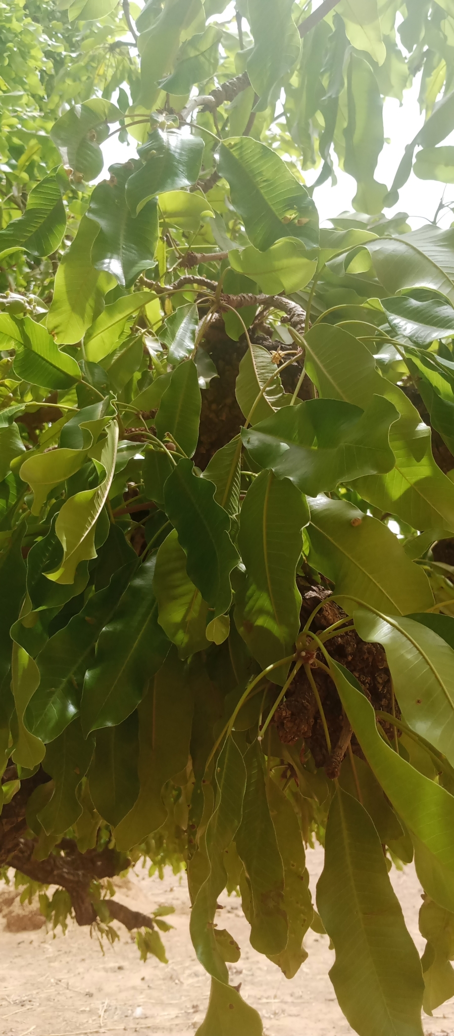 Vitellaria paradoxa C.F.Gaertn.