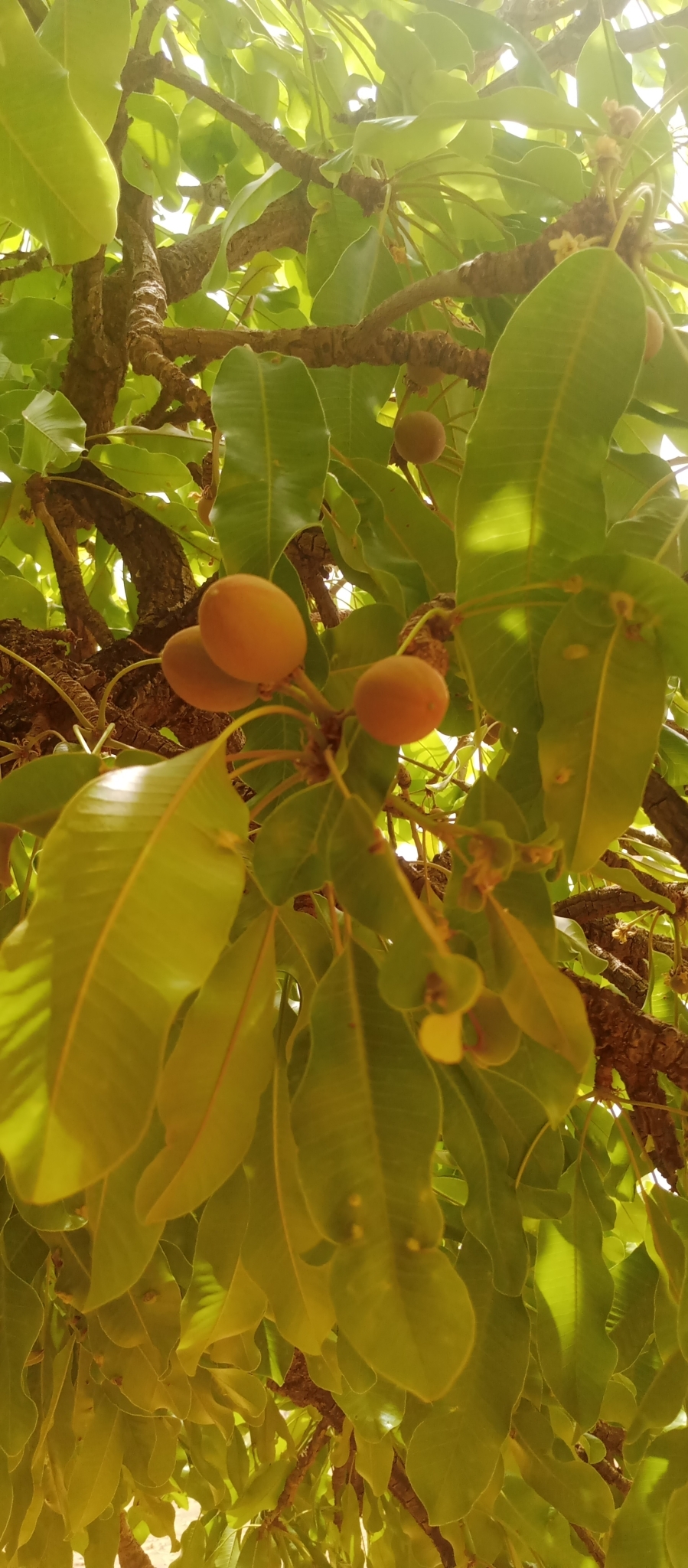 Vitellaria paradoxa C.F.Gaertn.