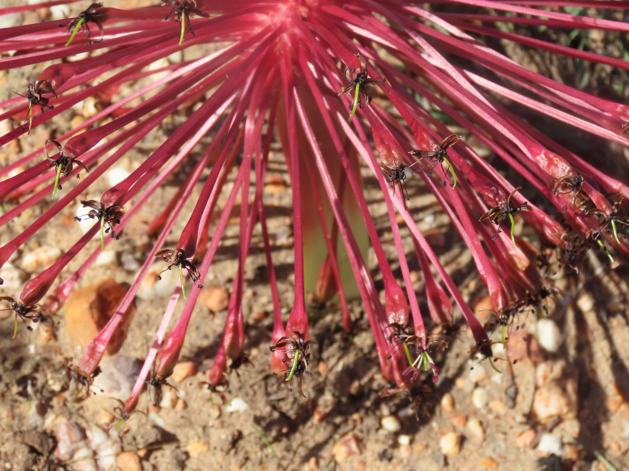 Crossyne guttata (L.) D.Müll.-Doblies & U.Müll.-Doblies