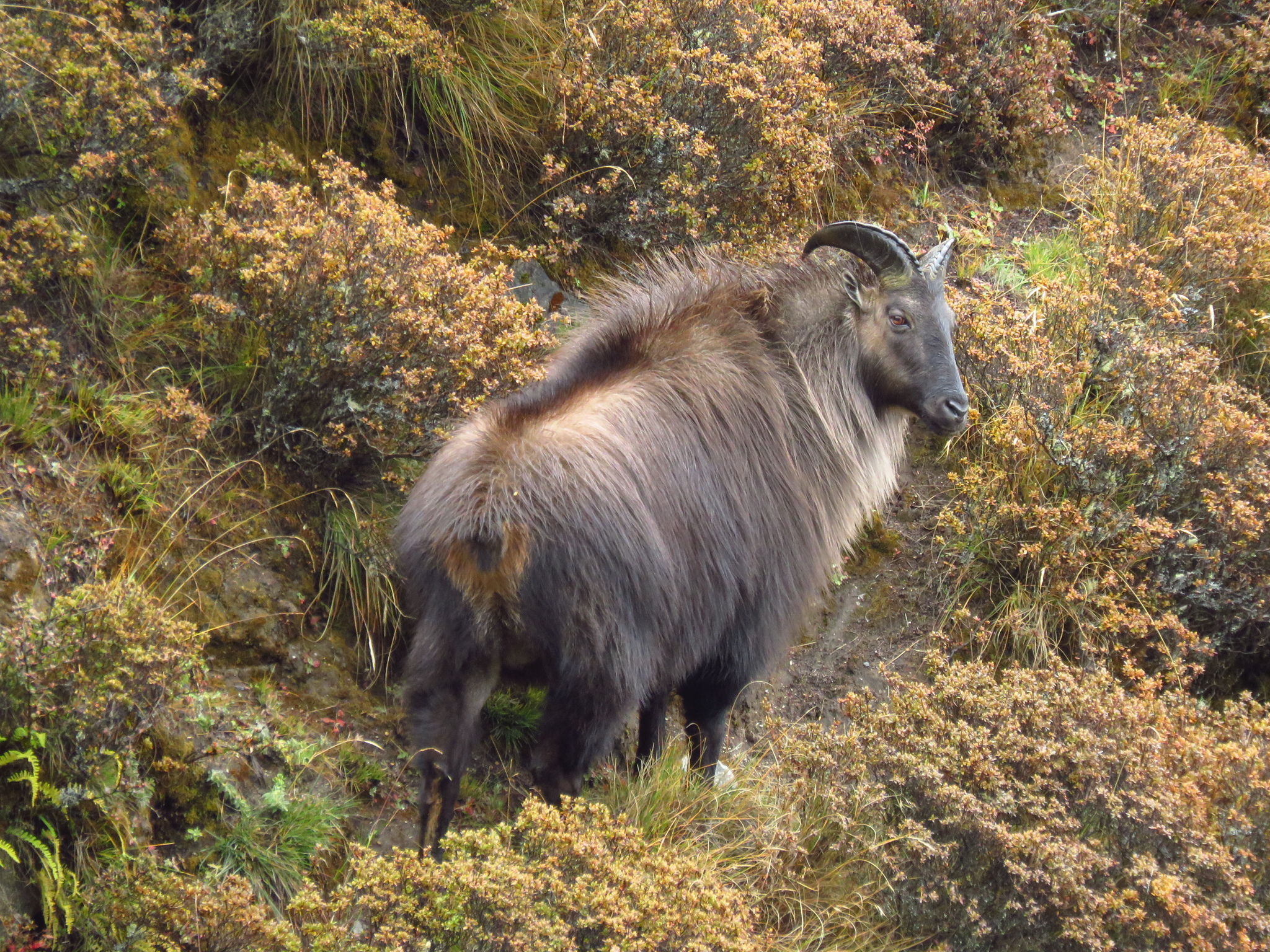 Himalayan Tahr Iucn Status