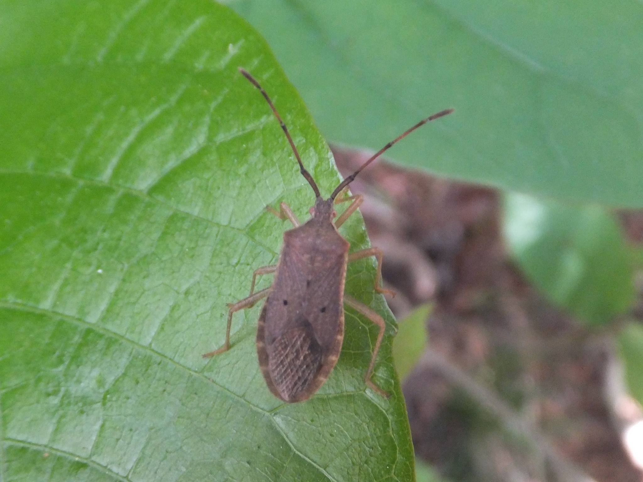 Homoeocerus Burmeister, 1835