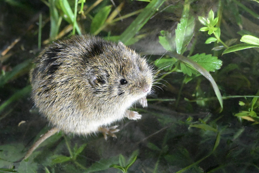 Field Vole (Microtus agrestis) - Know Your Mammals
