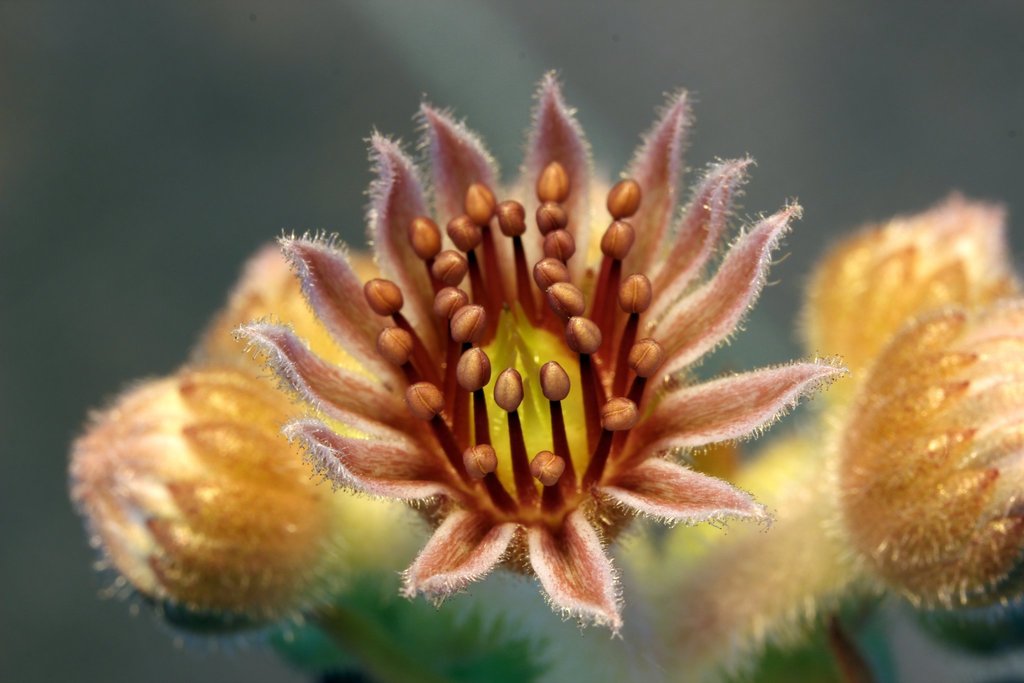stonecrop family (Crassulaceae (Stonecrop) of the Pacific Northwest ...