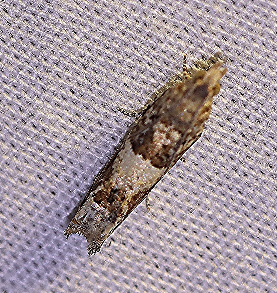 Spilonota constrictana from 32 Panoramic Drive, Narangba, Brisbane QLD ...
