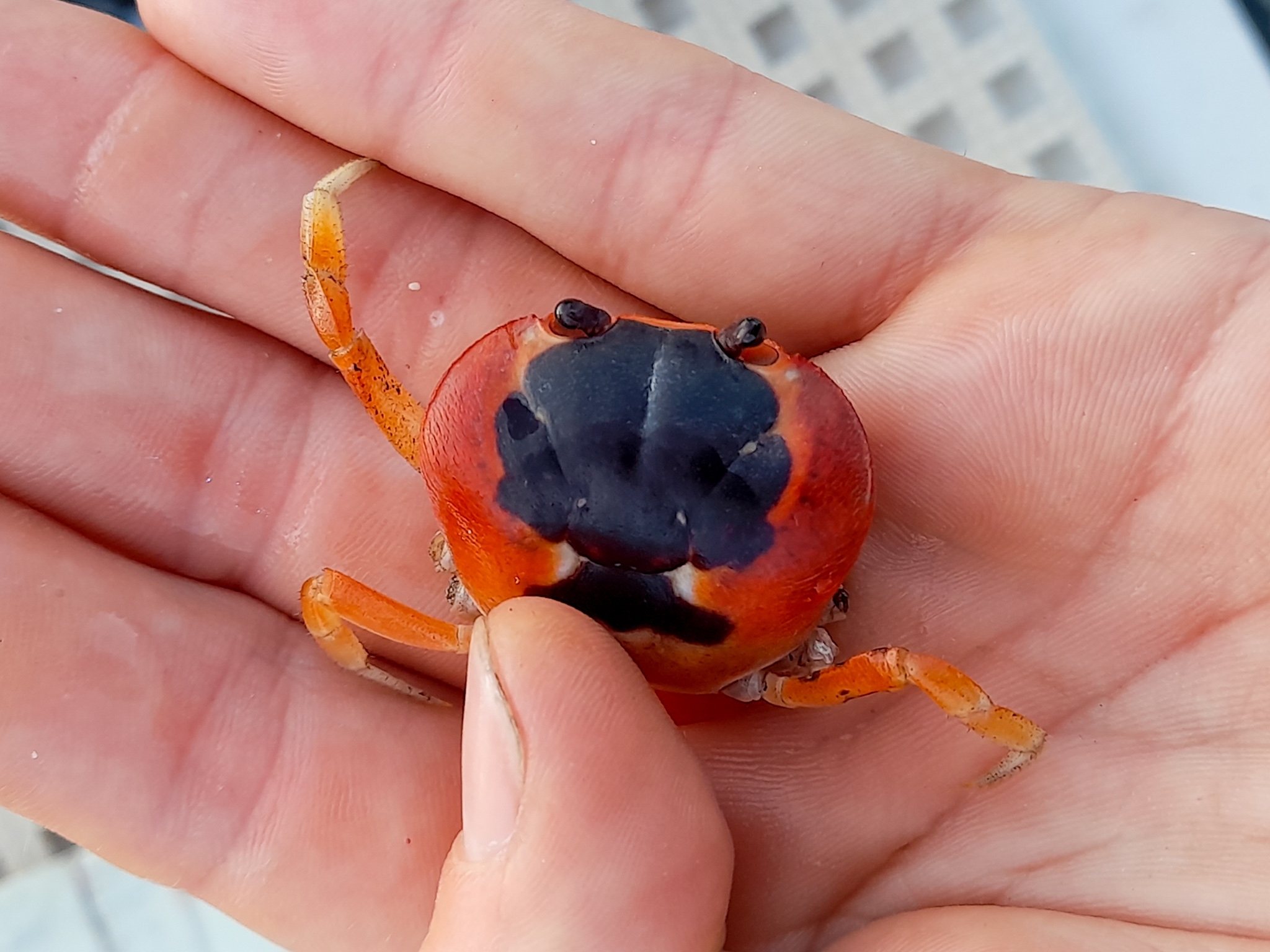 Gecarcinus lateralis Guérin, 1832