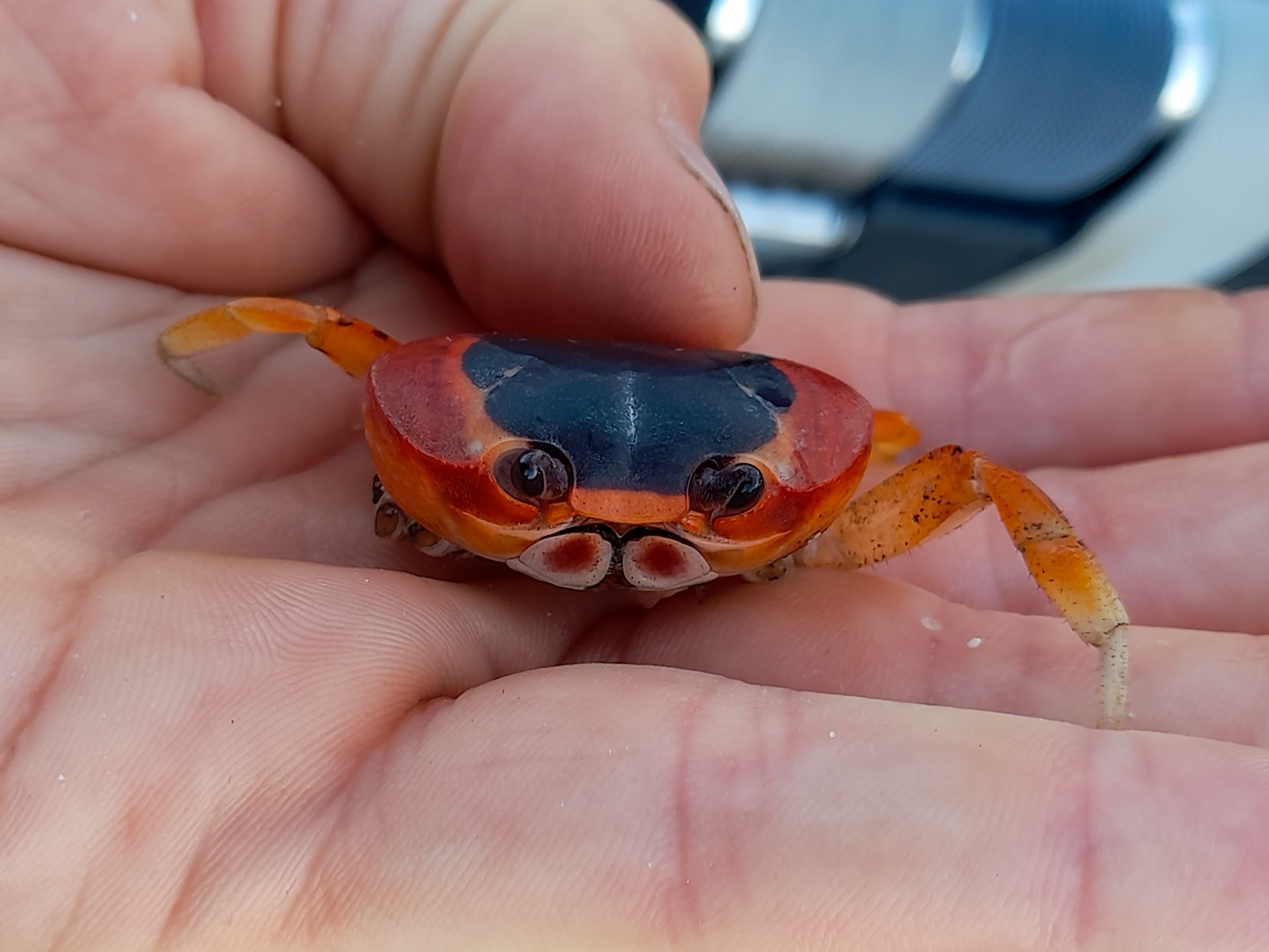 Gecarcinus lateralis Guérin, 1832