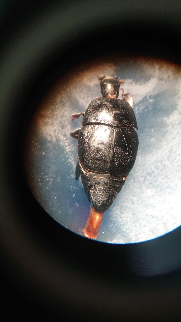 Saprinus semistriatus from Казань, Респ. Татарстан, Россия on August 31 ...