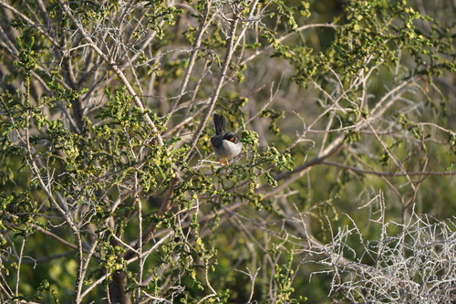 Observations by pokeahontas · iNaturalist