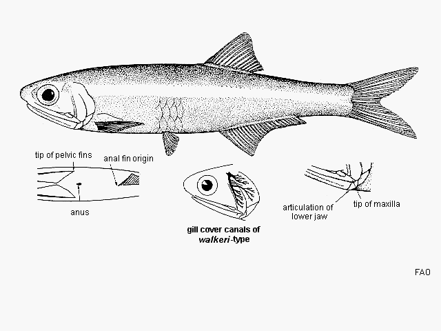 Slough Anchovy (Anchoa delicatissima) - Marine Life Identification