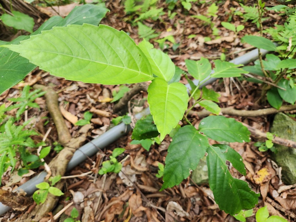 Leea philippinensis in April 2023 by 胡正恆(Jackson Hu) · iNaturalist
