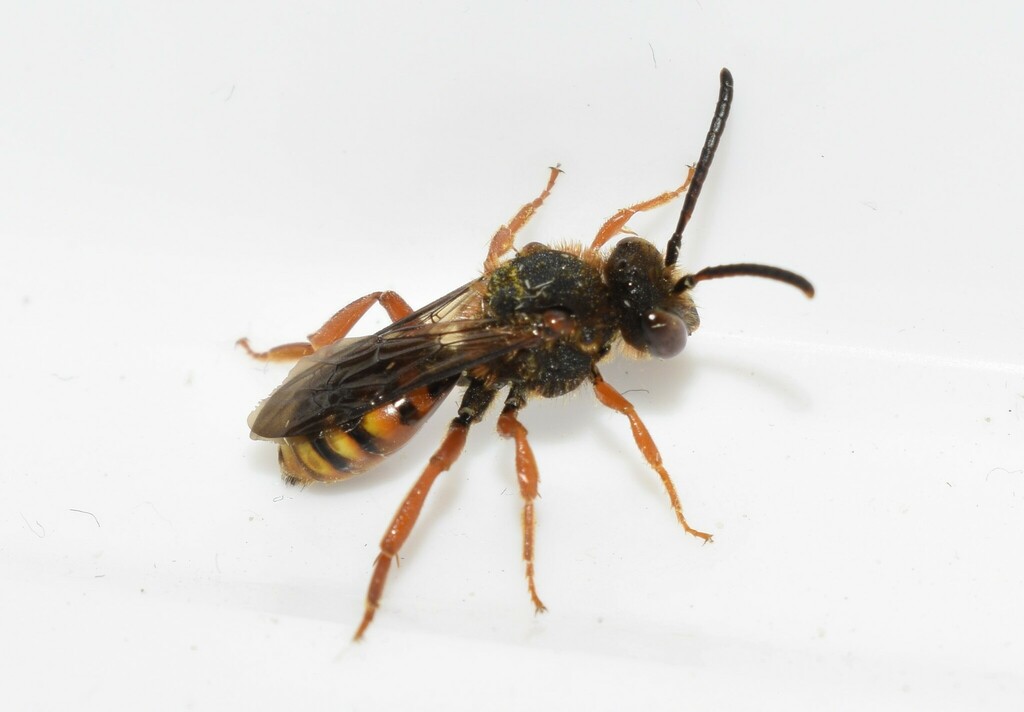 Gruenwaldt's Nomad Bee from Attica, Attica, GR on March 12, 2023 at 01: ...