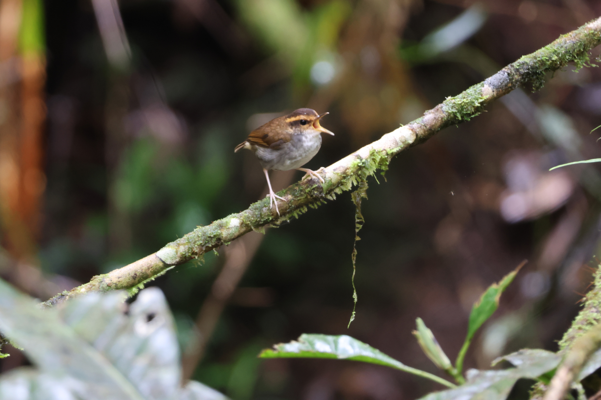 Urosphena whiteheadi (Sharpe, 1888)