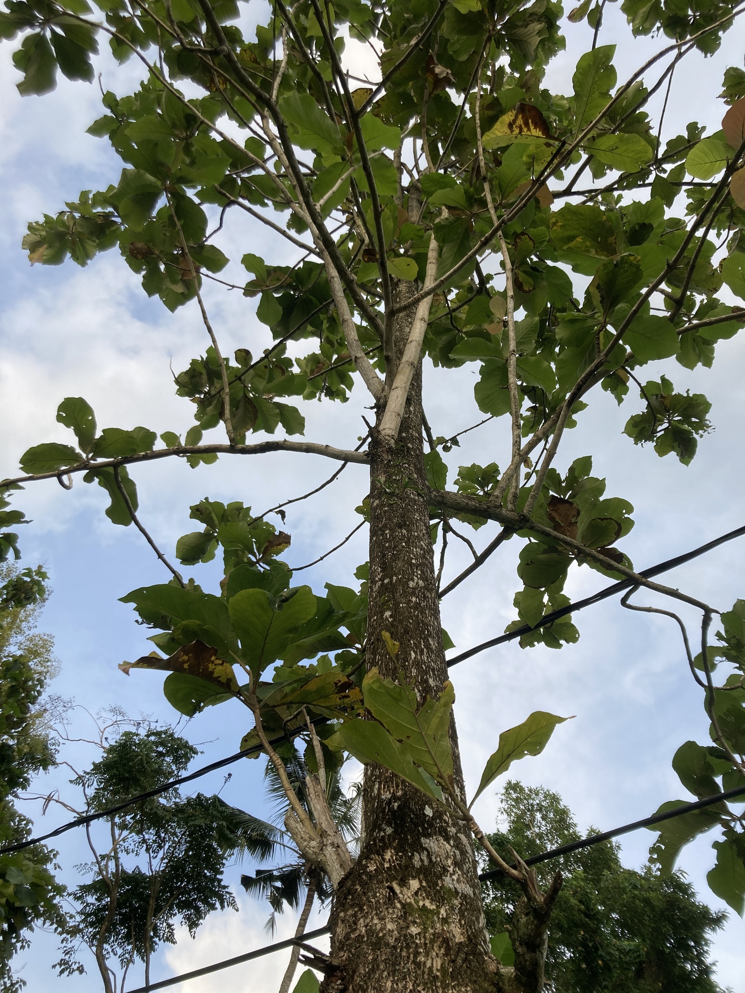 Tectona grandis L.f.