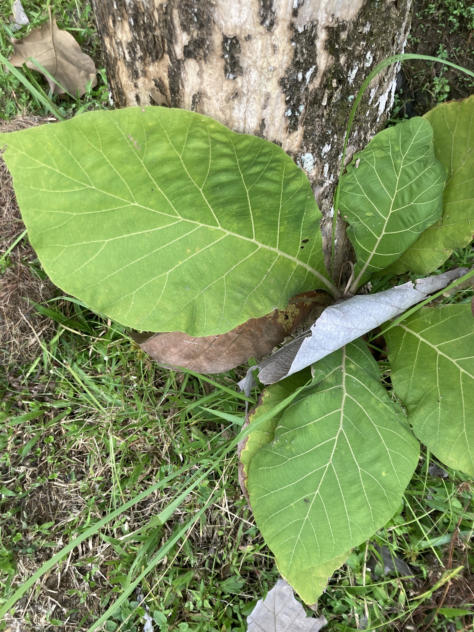 Tectona grandis L.f.