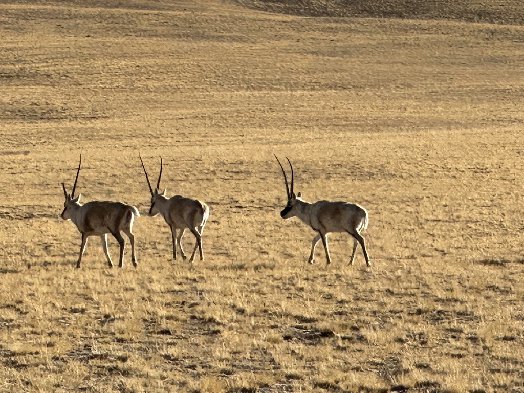 Chiru in April 2023 by Zhao Yishan · iNaturalist