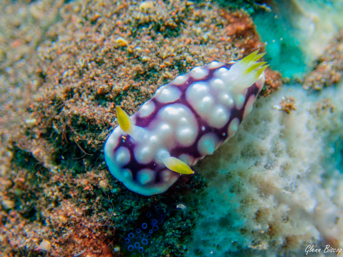 Goniobranchus geometricus (Risbec, 1928)
