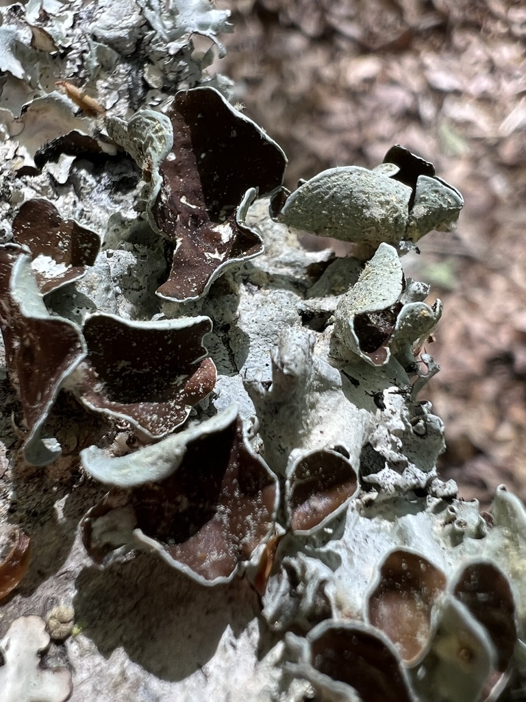 Unperforated Ruffle from Boothe Hill Rd, Chapel Hill, NC, US on April ...